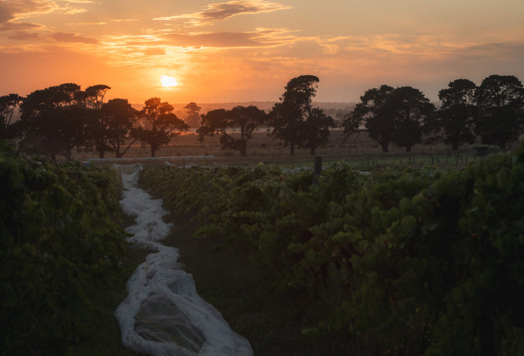 Xavier Goodridge | PA PA Wine – Xavier Wine